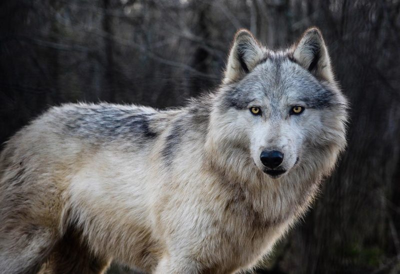 Red Wolf Sanctuary - Rising Sun | Ohio County Tourism